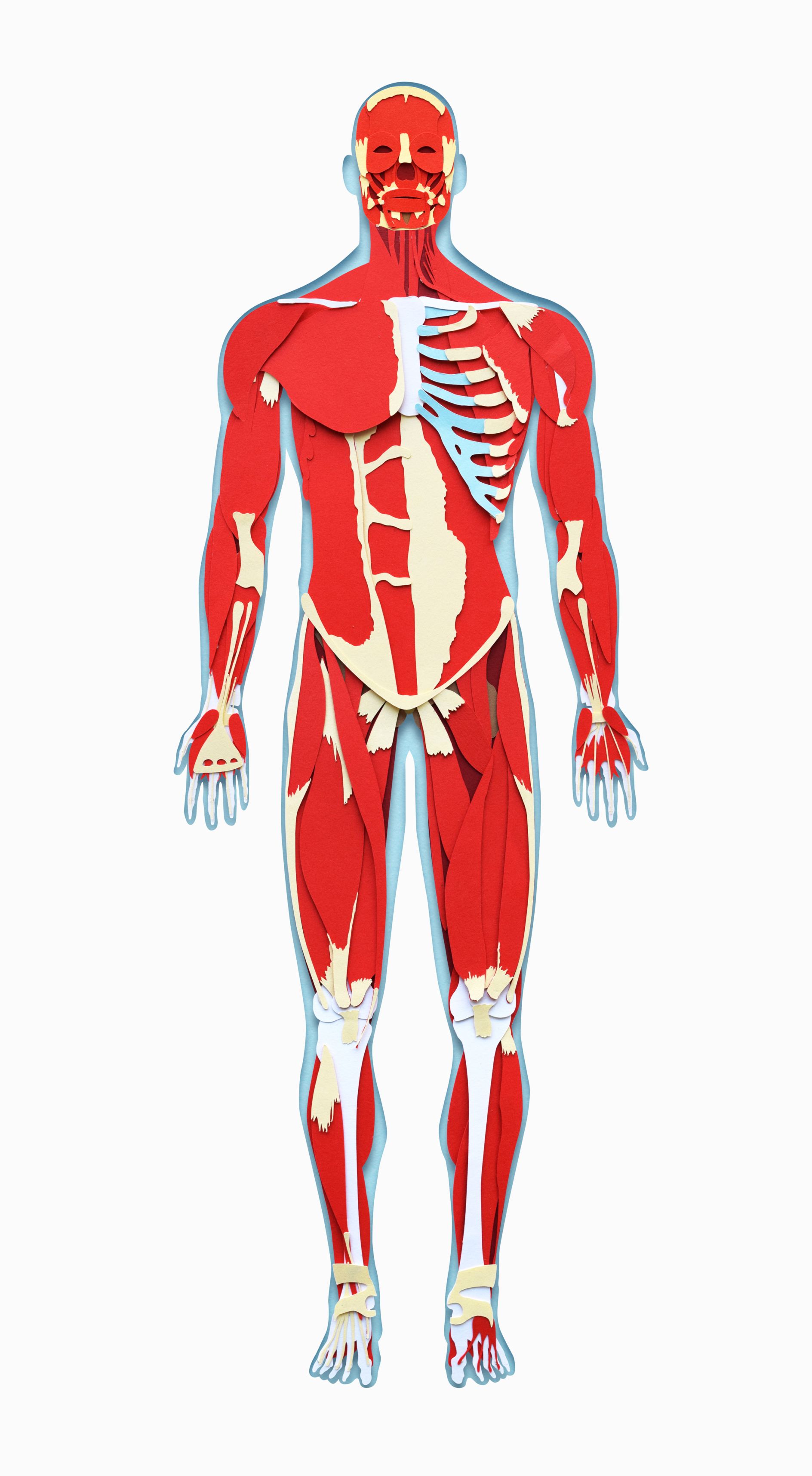My Amazing Body Machine: Paper-cut artworks of the human anatomy ...