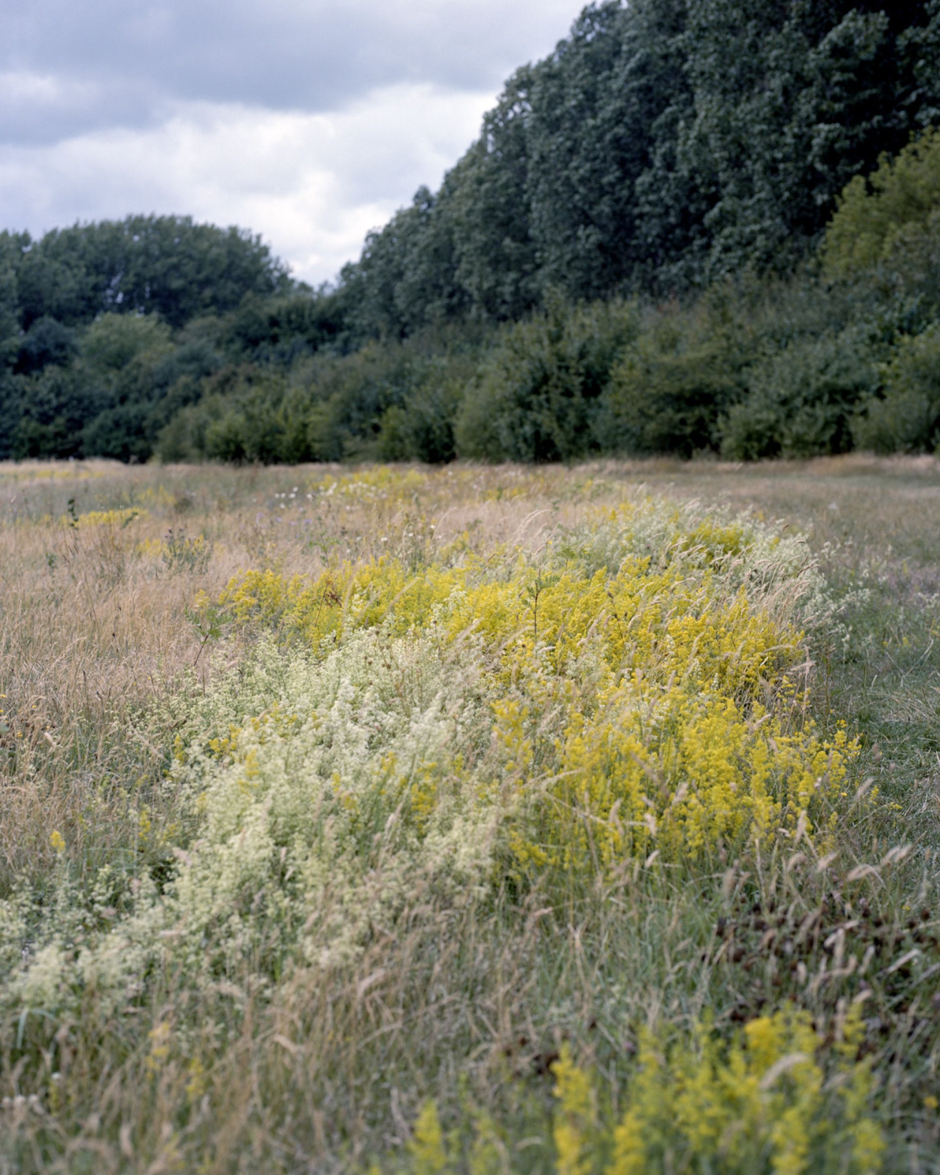 Freya Najade's photos reveal the 'uncontainable wildness' of London's ...