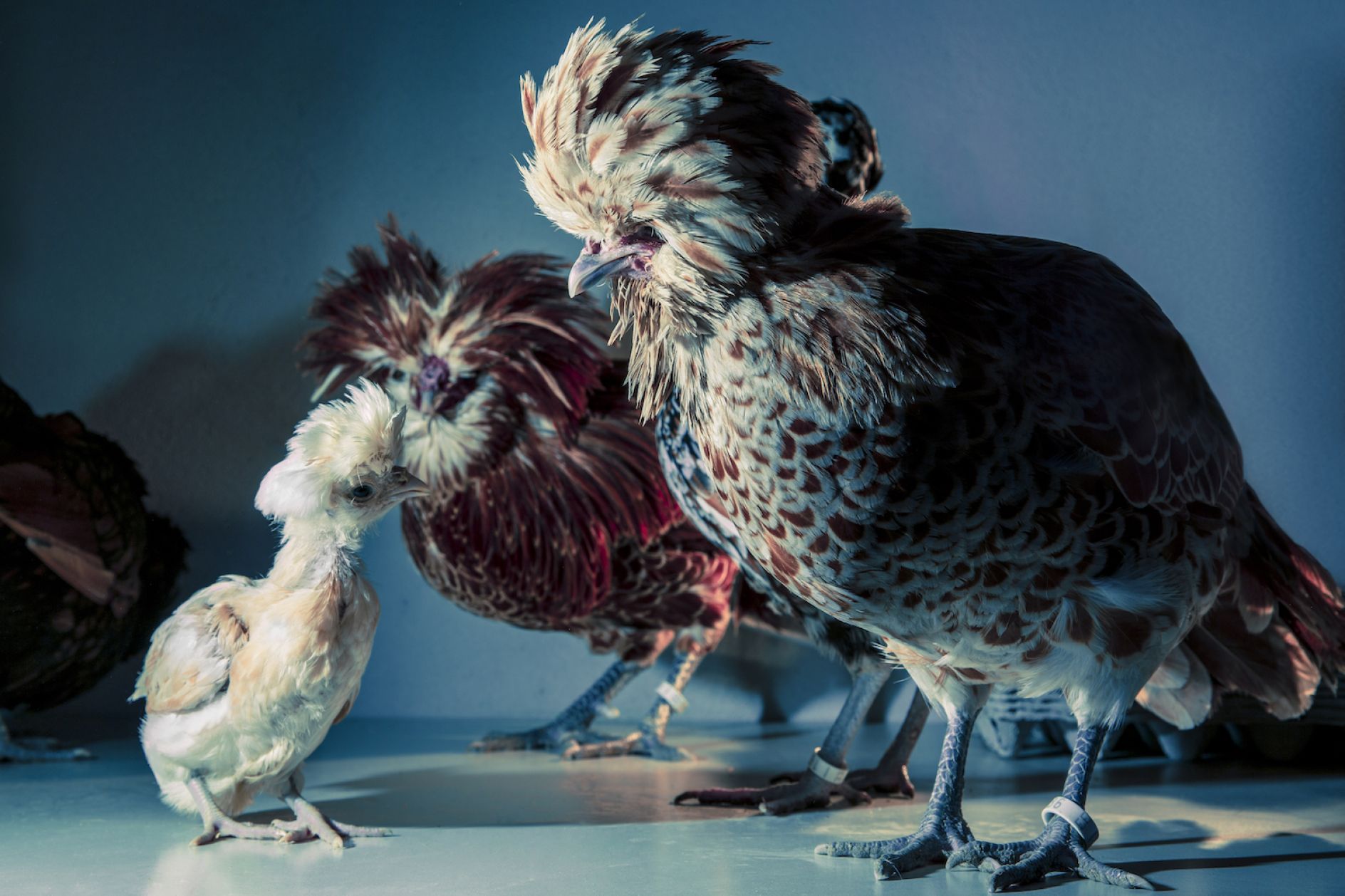 Chic Chicks: Photographer poses baby chickens as high-fashion models ...