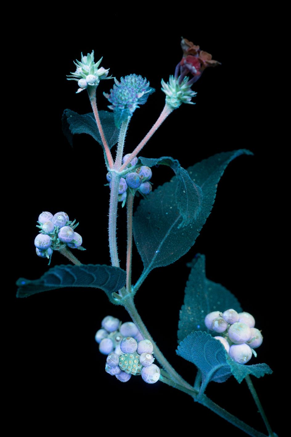 Photographs of flowers shot under ultraviolet and infrared lights ...