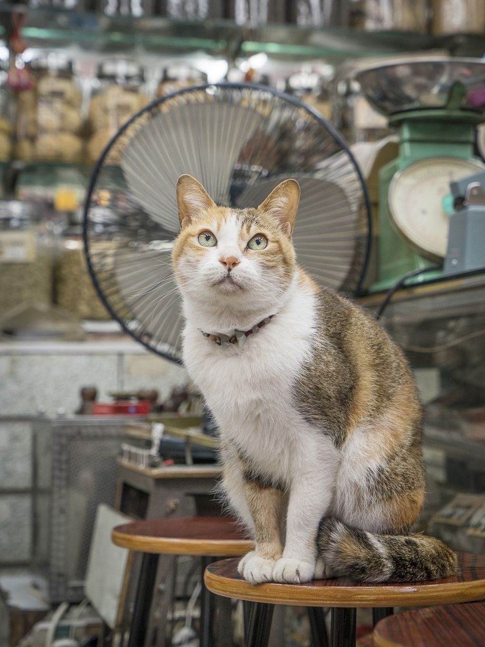 Shop Cats: Photographer captures charming felines living in Hong Kong's ...