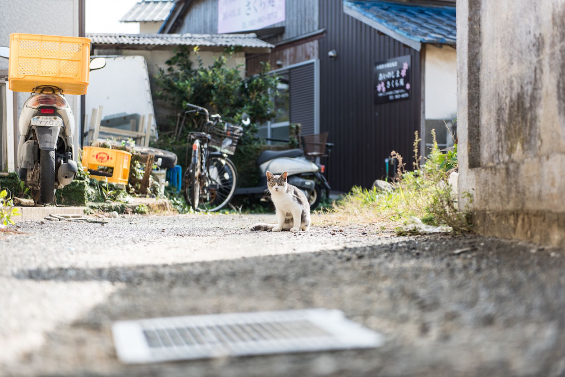 Andrew Marttila's photography series captures the feline residents of ...