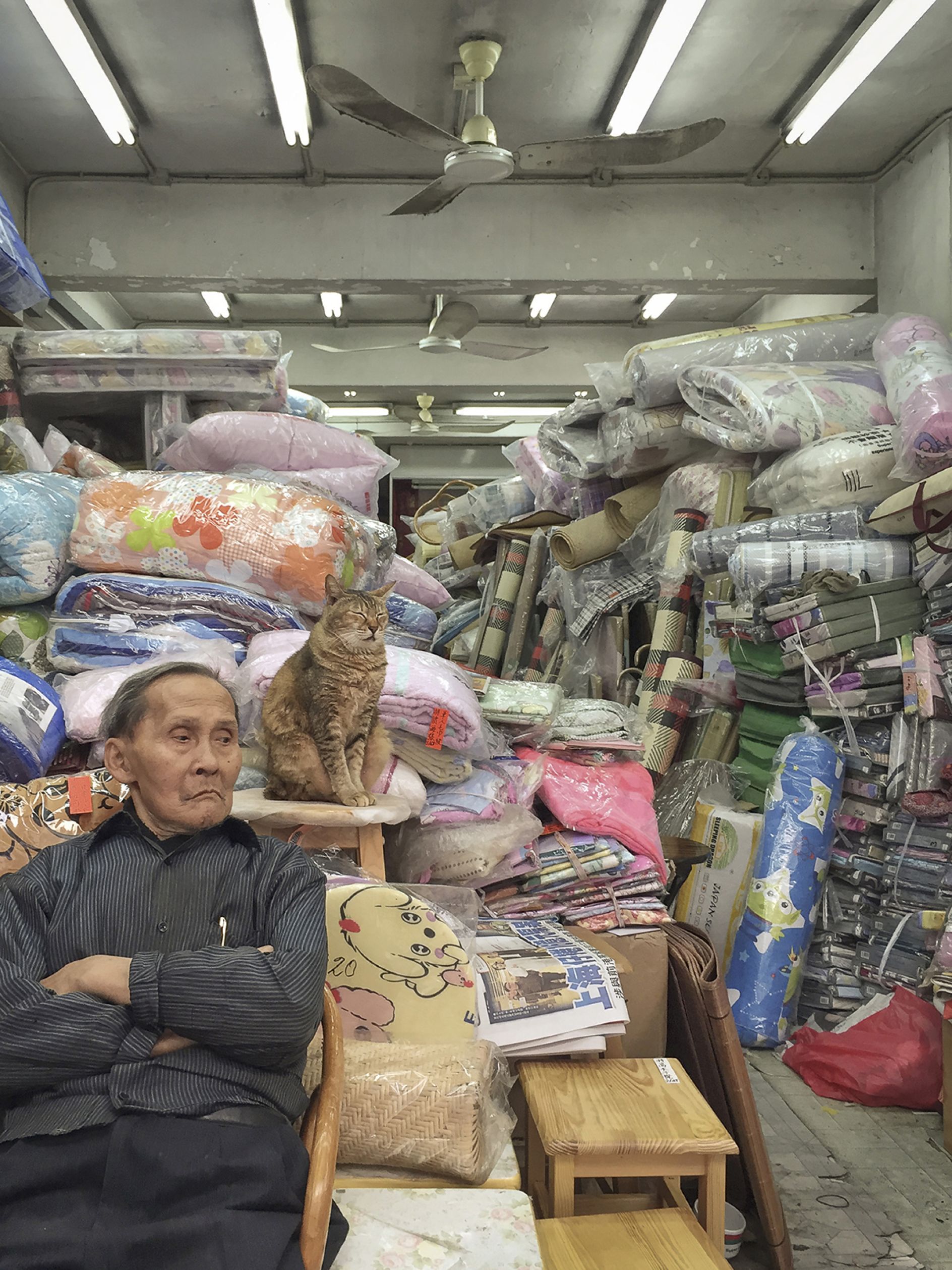 Shop Cats: Photographer captures charming felines living in Hong Kong's ...