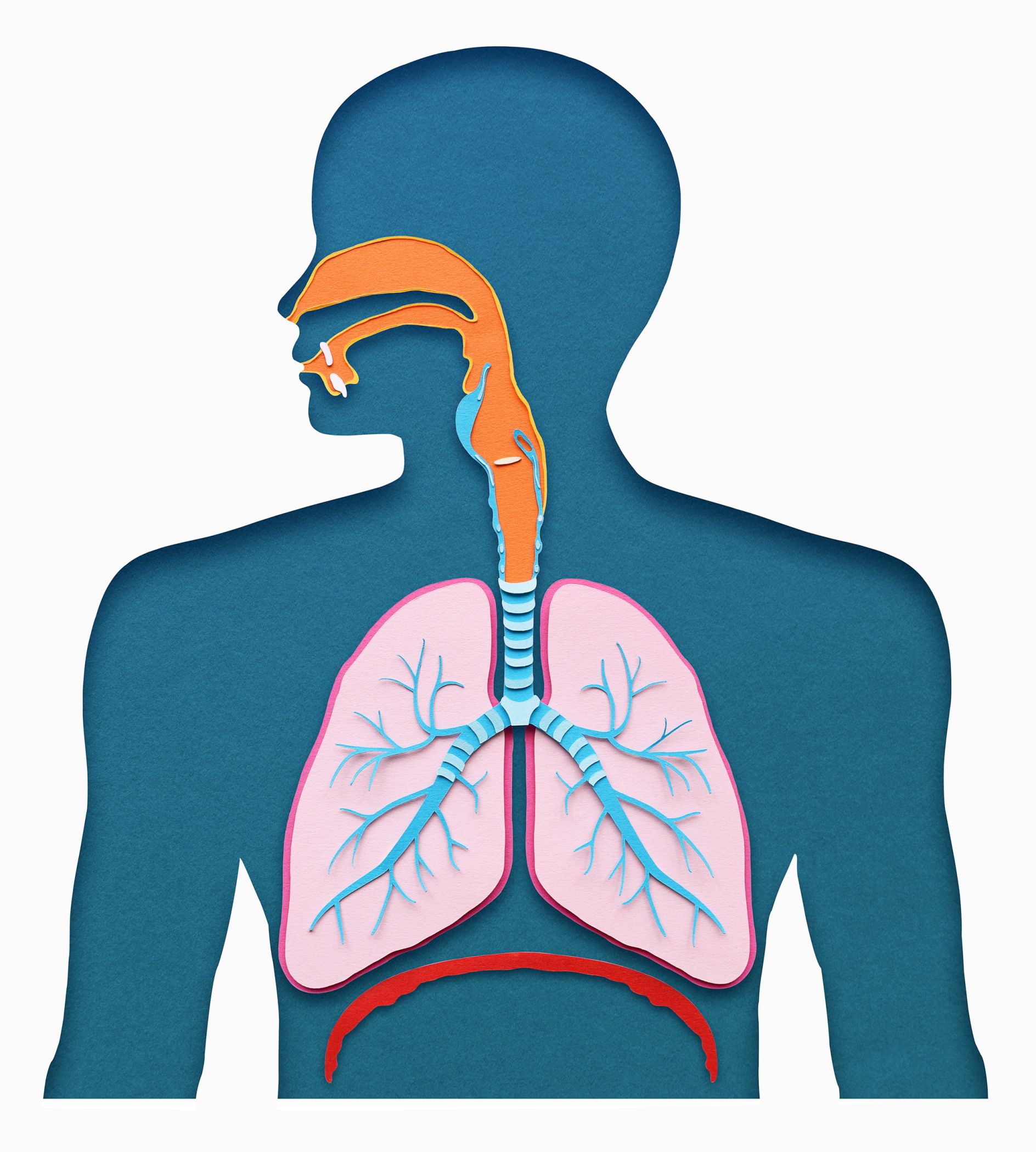 My Amazing Body Machine: Paper-cut artworks of the human anatomy ...