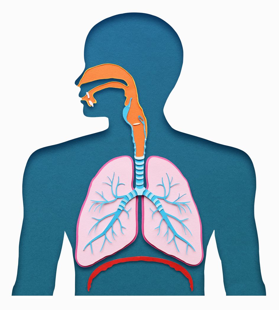 My Amazing Body Machine: Paper-cut artworks of the human anatomy ...