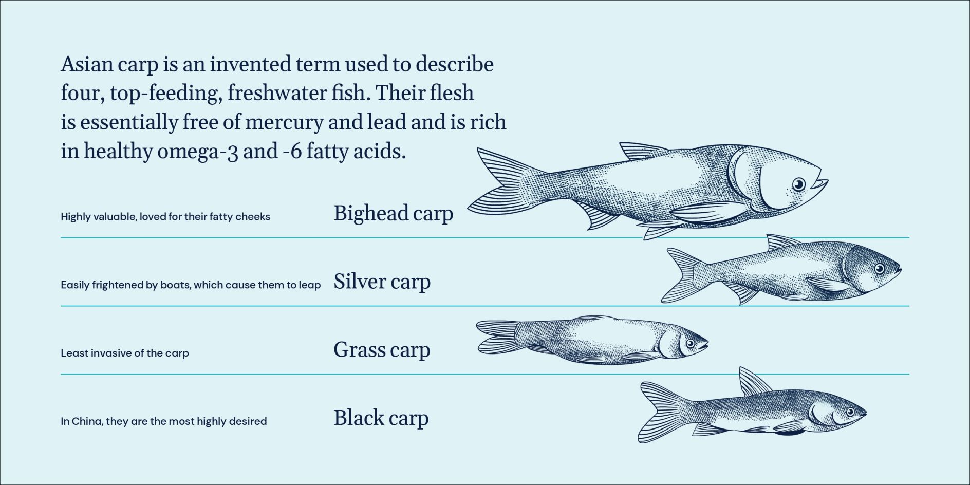 Chicago studio Span rebrands Asian carp as 'Copi' to help US ...