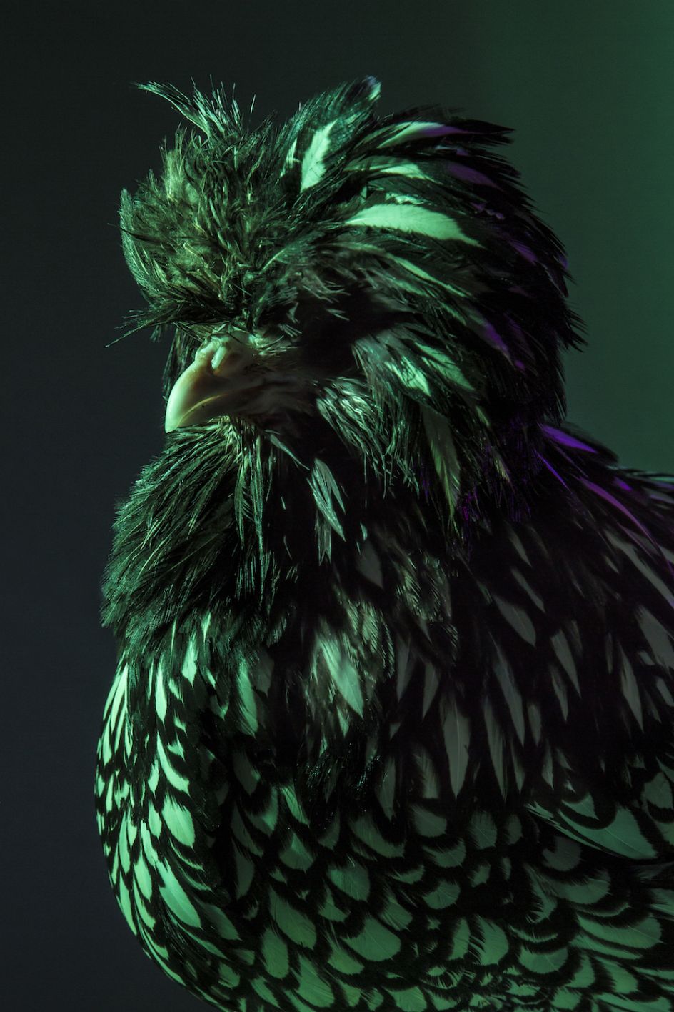 Chic Chicks: Photographer poses baby chickens as high-fashion models ...