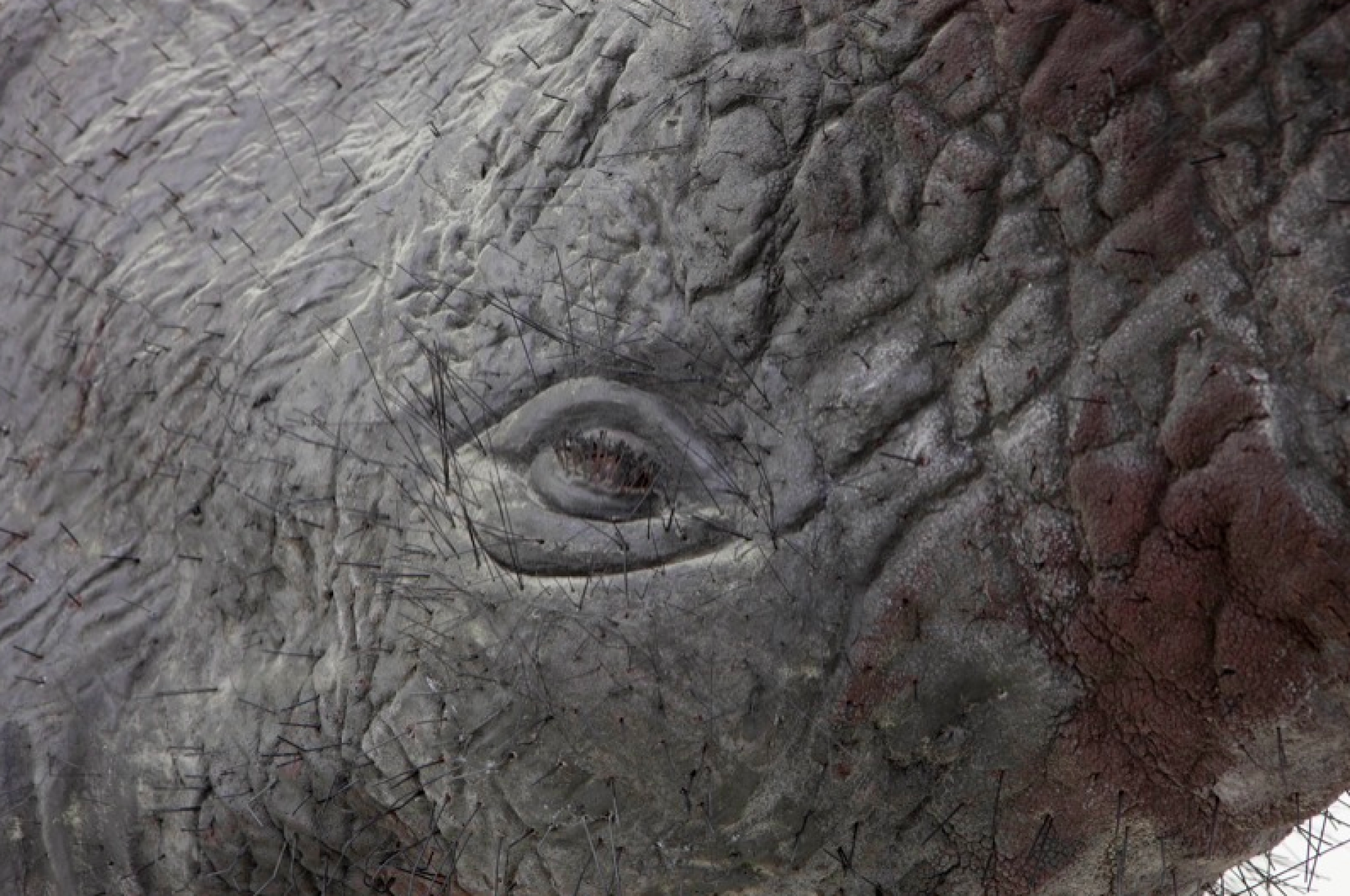 Life-size elephant sculpture that hangs upside down from a gallery ...