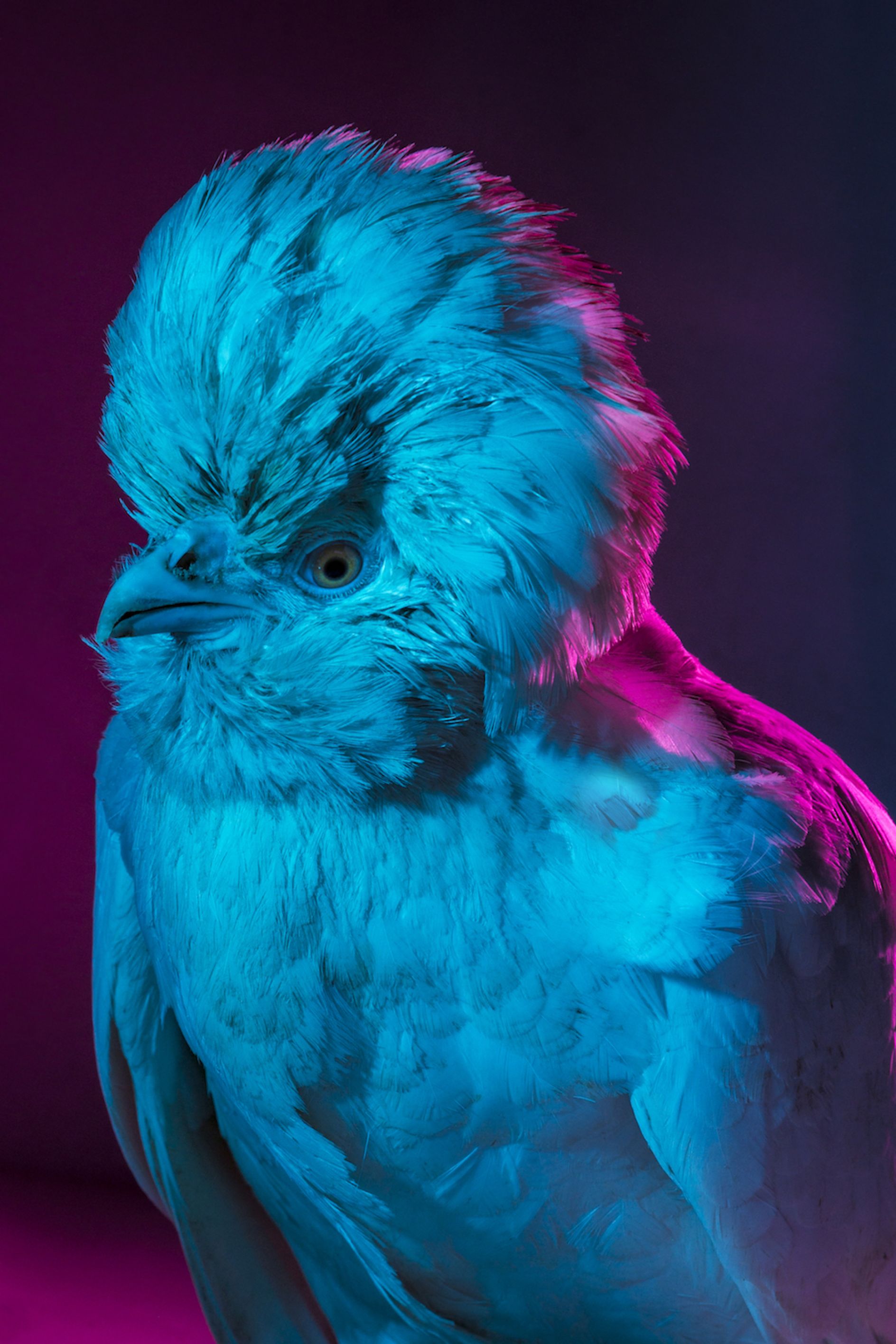 Chic Chicks: Photographer poses baby chickens as high-fashion models ...