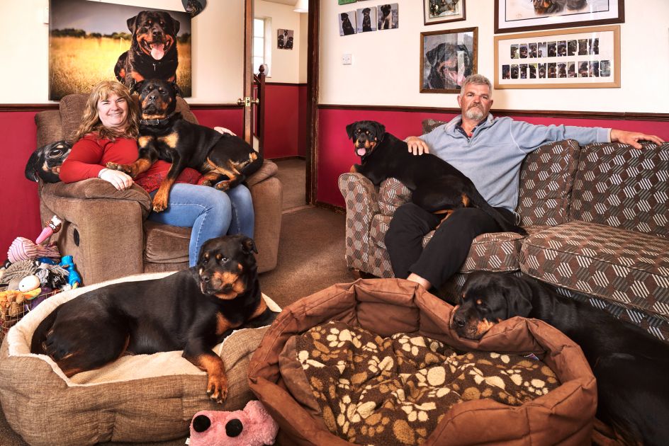 Dylan Collard explores our connection with dogs in new photography book ...