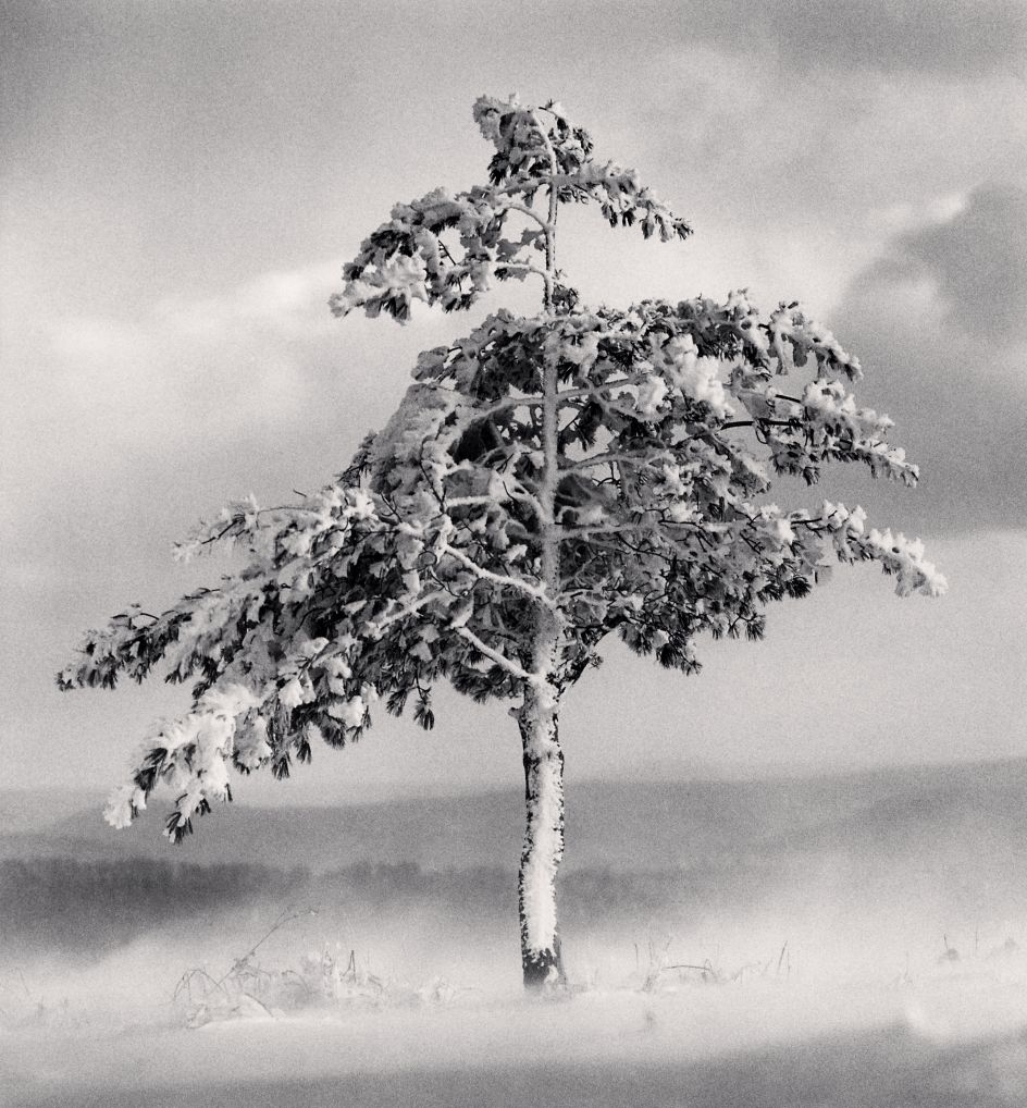 Philosopher's Tree by Michael Kenna is a spiritual journey in ...