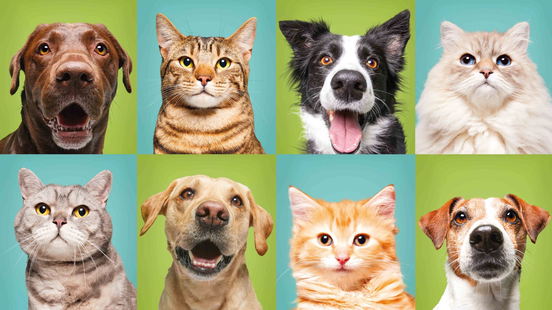 Stormbrands designs a future-facing refresh for Asda's own-brand pet ...