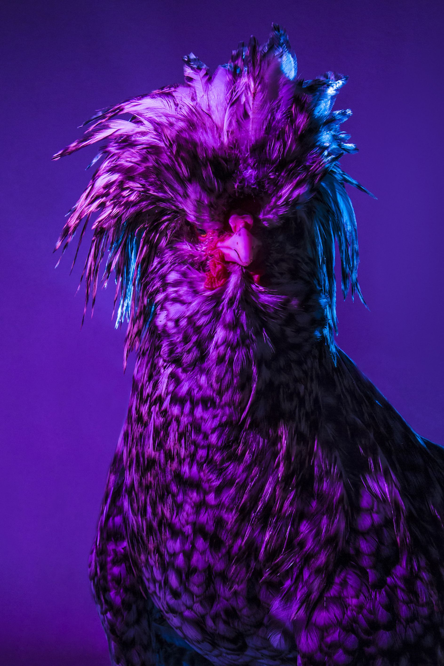 Chic Chicks: Photographer poses baby chickens as high-fashion models ...