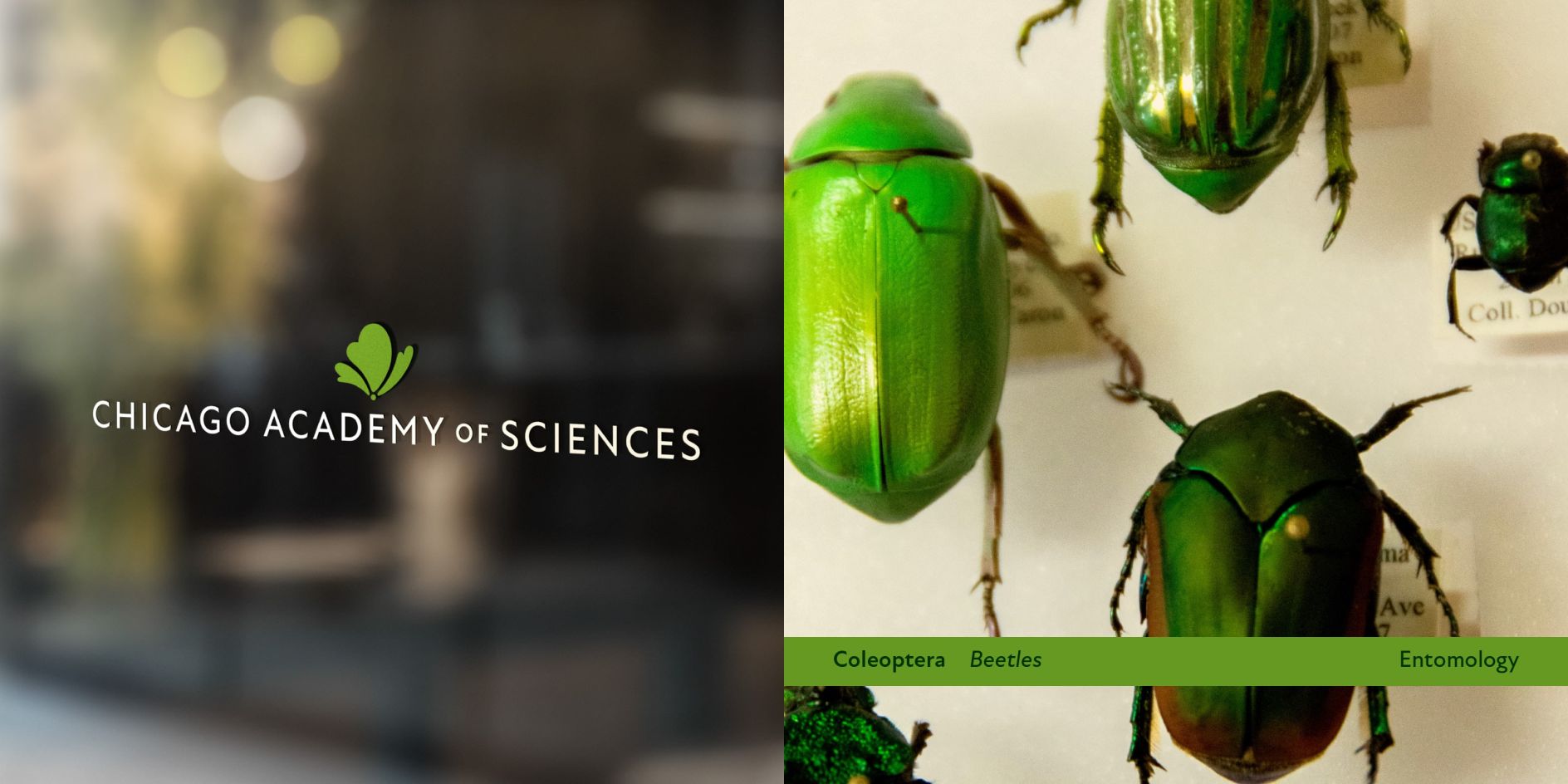 Span takes influence from Illinois's native prairies for Chicago's ...