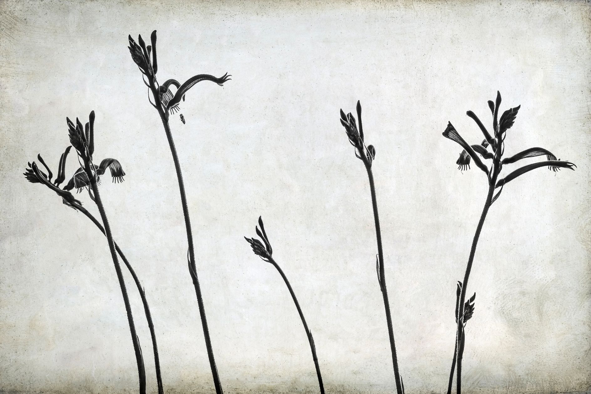 The Botanical Dance: Debbie O’Donnell captures movement of flora and ...