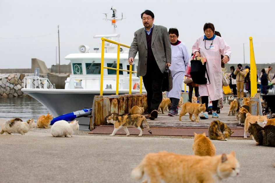 An army of cats completely takes over an island in Japan | Creative Boom