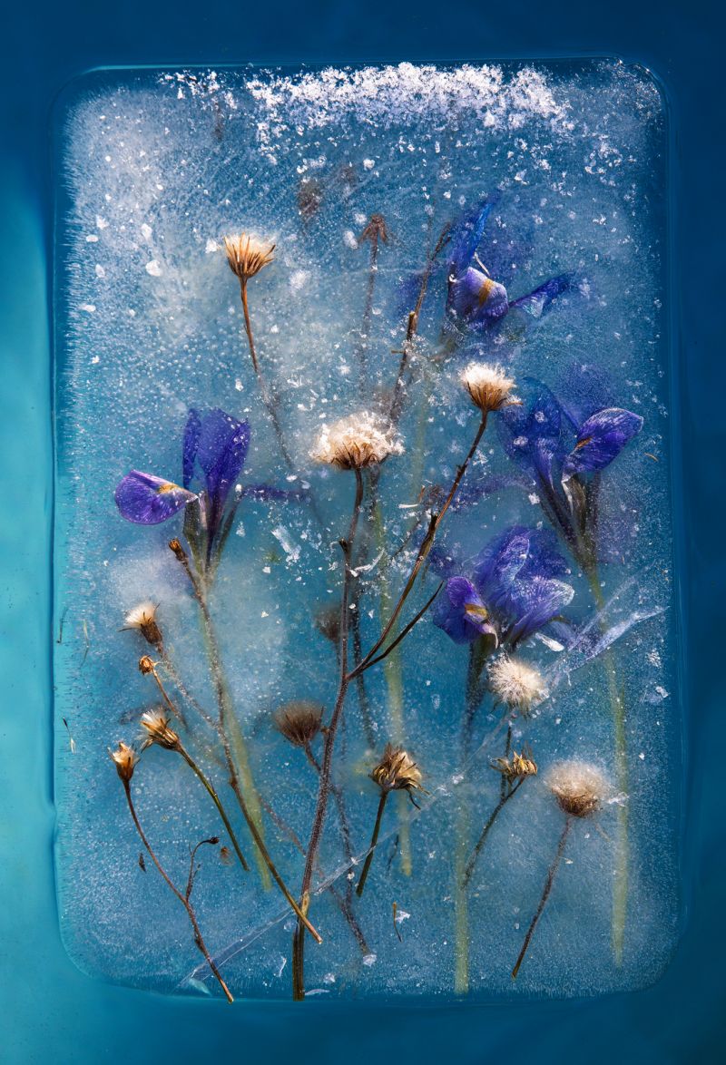 Romantic photographs of frozen flowers in blocks of ice capture the ...
