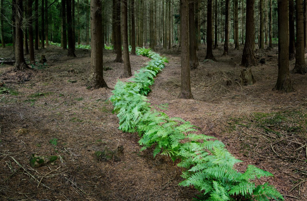 Into the Woods: Artist gently shapes forests to create artworks made ...