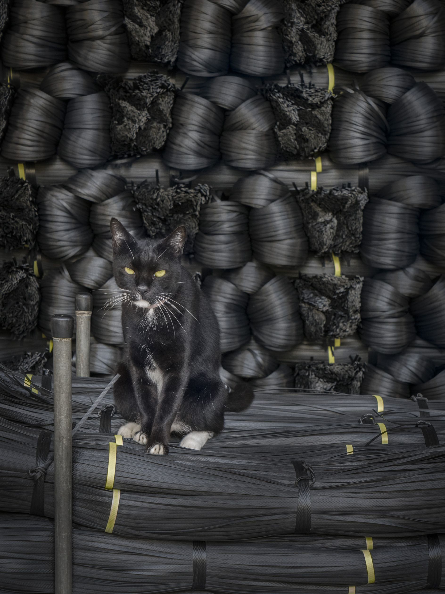 Photographer reveals the secret lives of Hong Kong's market cats in ...