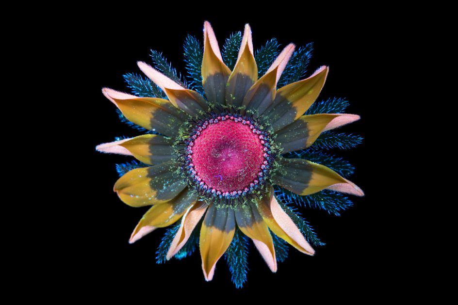 Photographs of flowers shot under ultraviolet and infrared lights ...