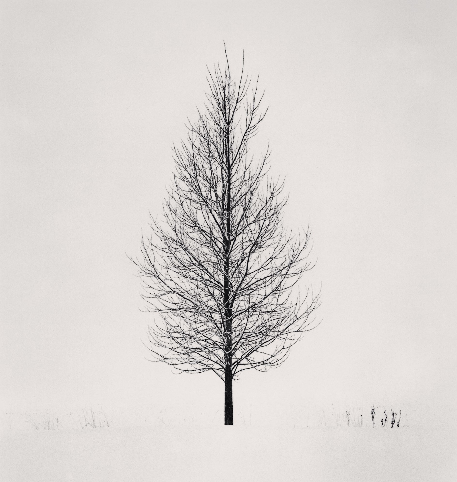 Philosopher's Tree by Michael Kenna is a spiritual journey in ...