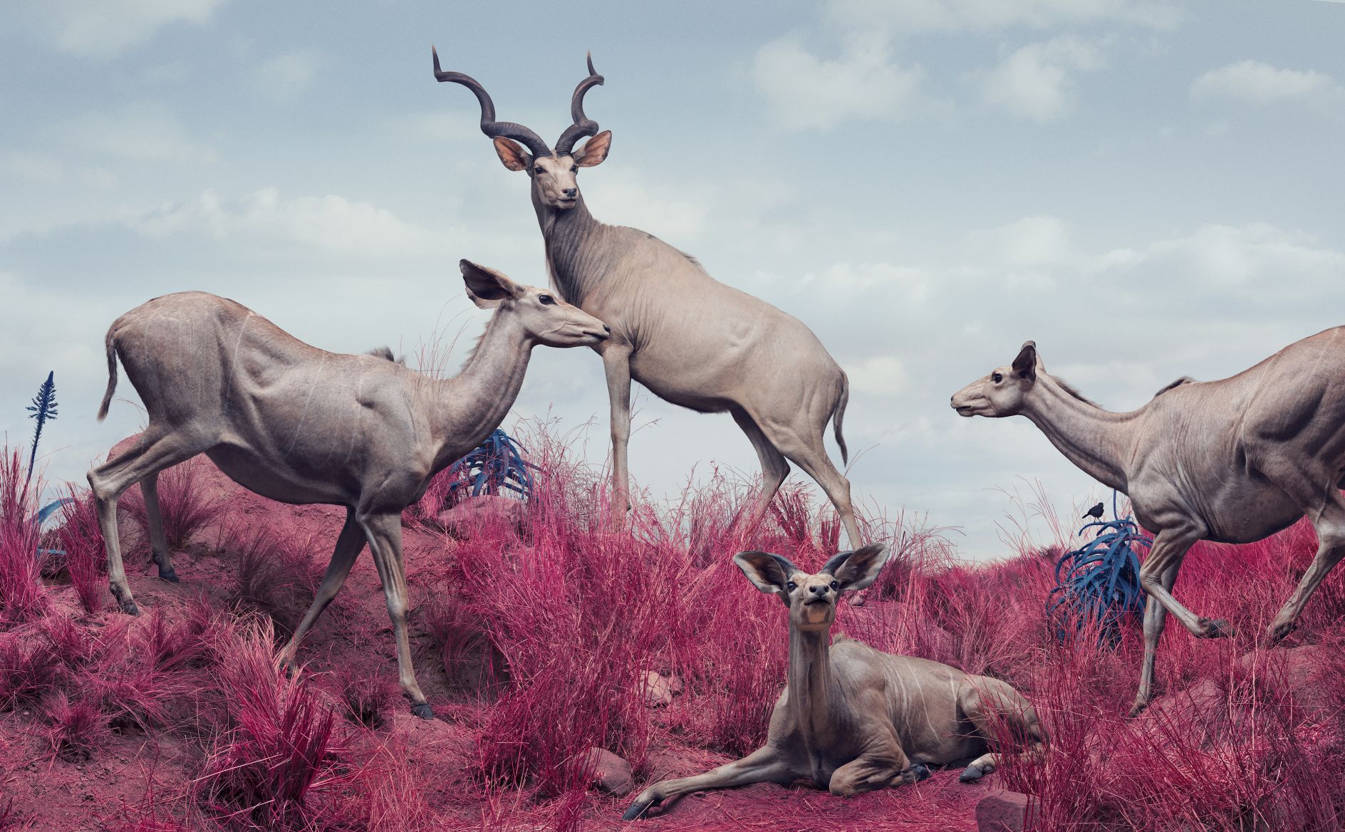 Jim Naughten's surreal 'digital paintings' highlight the perilous state ...