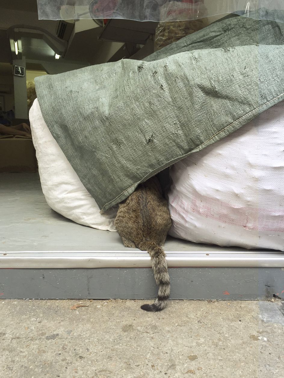 Shop Cats: Photographer captures charming felines living in Hong Kong's ...