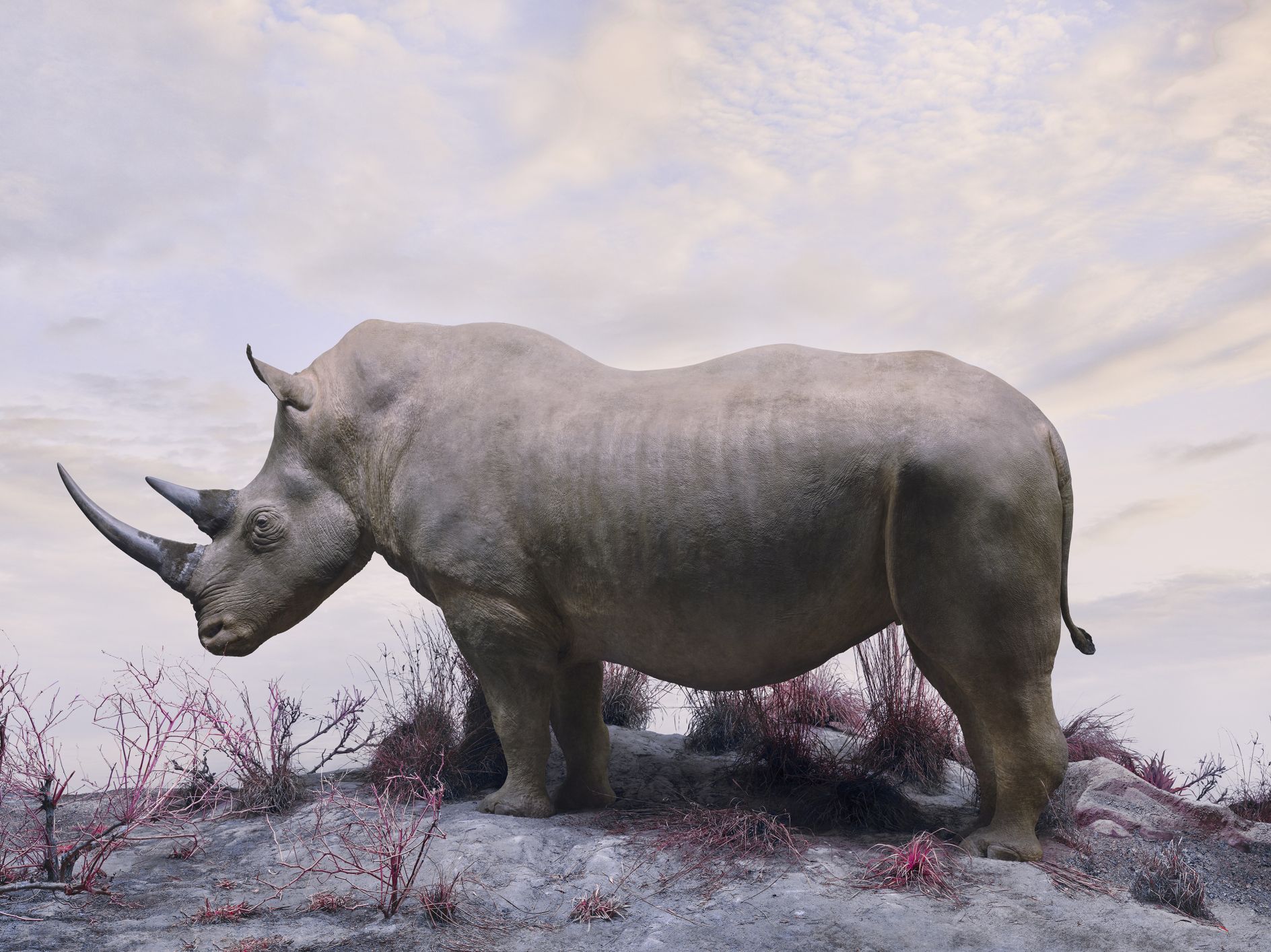 Jim Naughten's surreal 'digital paintings' highlight the perilous state ...
