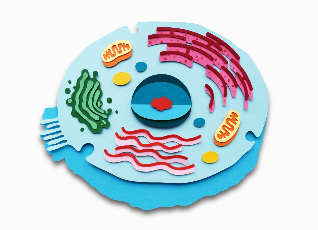 My Amazing Body Machine: Paper-cut artworks of the human anatomy ...