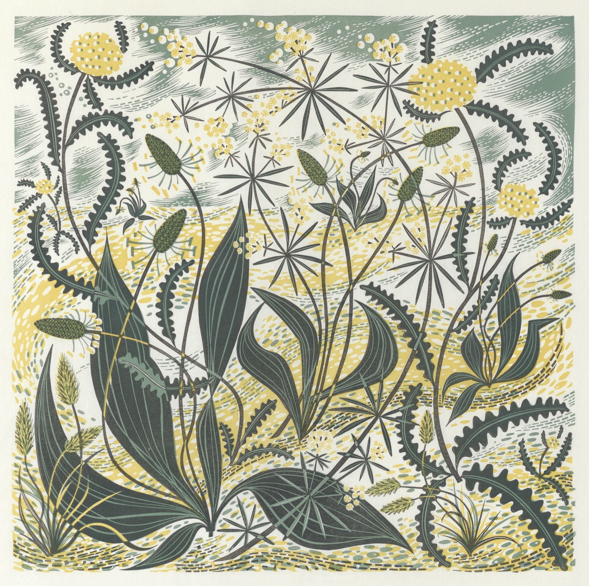 Artist Angie Lewin on painting, printmaking and native plant life ...