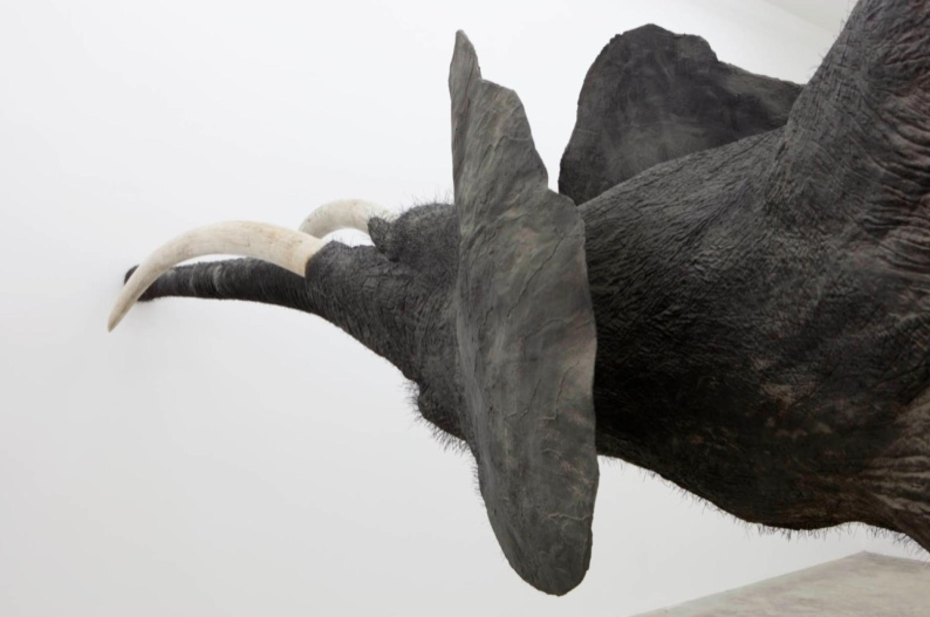 Life-size elephant sculpture that hangs upside down from a gallery ...