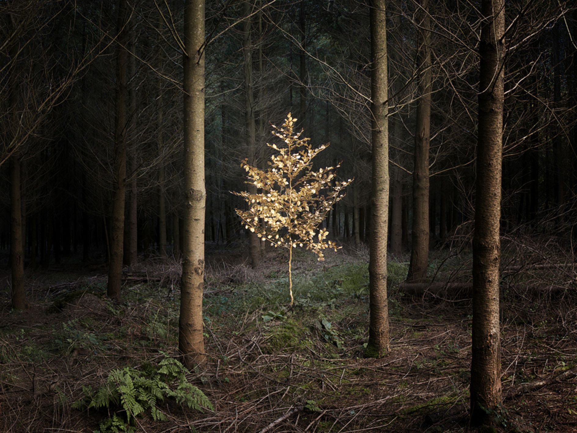 Into the Woods: Artist gently shapes forests to create artworks made ...