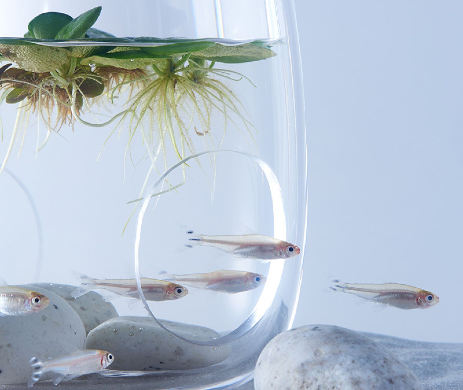 Waterscapes: Minimalist aquariums that float the idea of underwater 3D ...