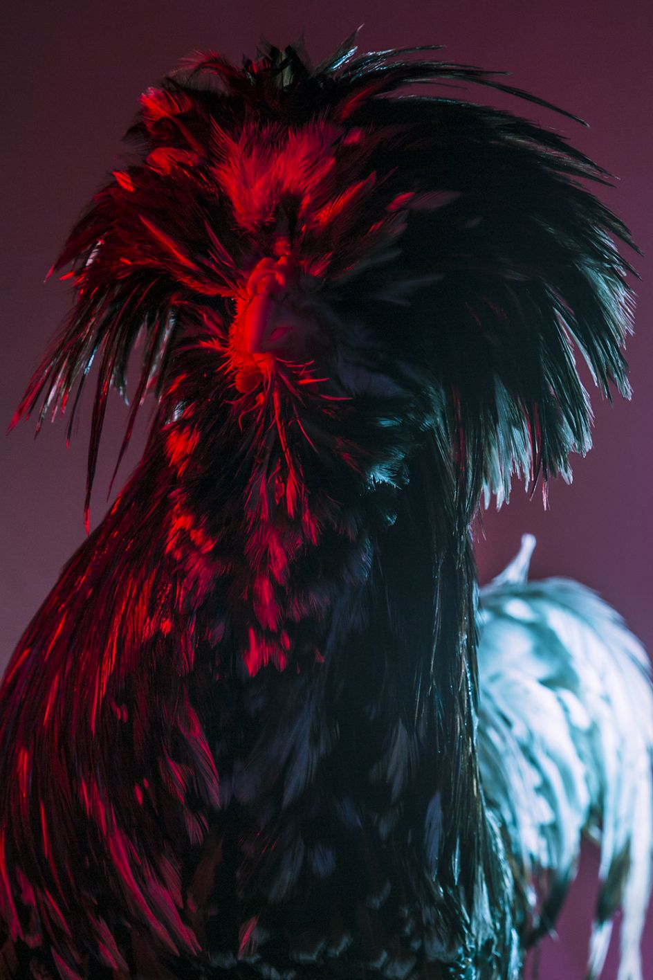 Chic Chicks: Photographer poses baby chickens as high-fashion models ...