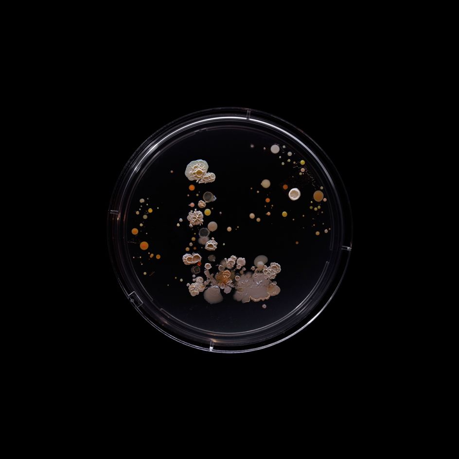 Photographer transforms bacteria found on the New York City subway into ...