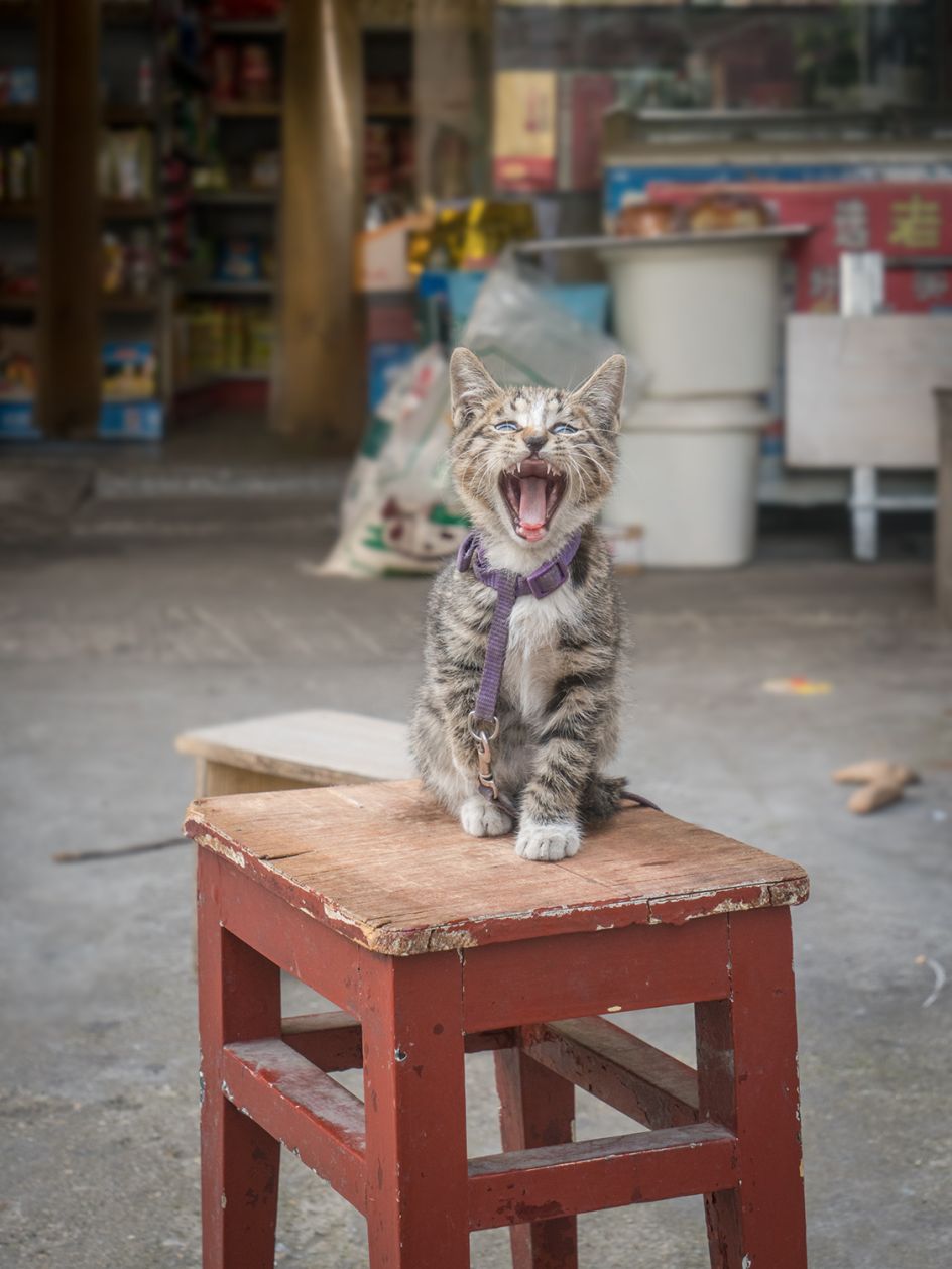 Photographs of the 'Shop Cats of China' offer a unique glimpse into ...