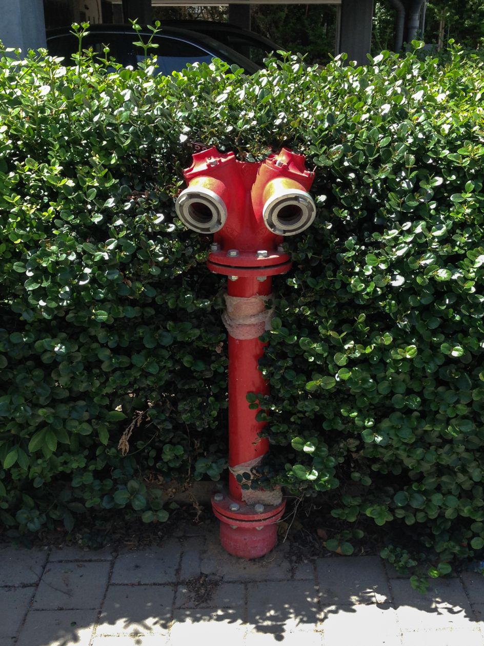 Urban Nature: David Goldstein shows the beauty of cities coexisting ...