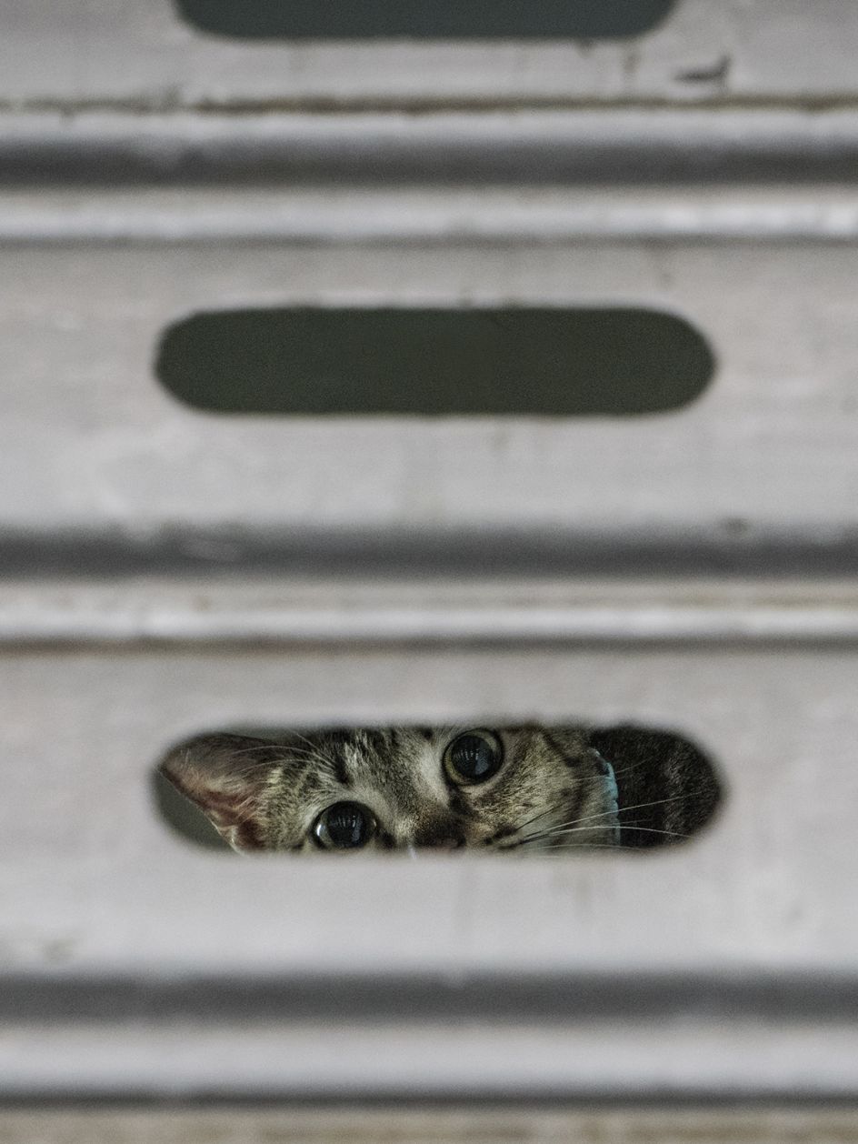 Shop Cats: Photographer captures charming felines living in Hong Kong's ...