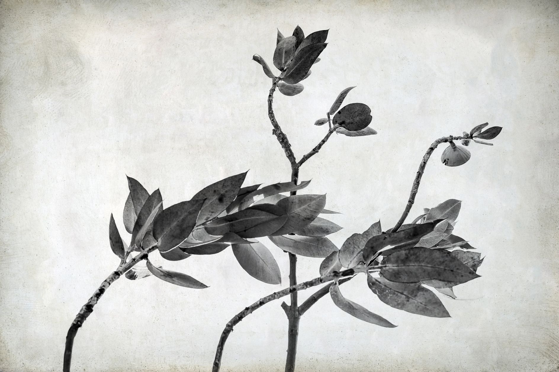 The Botanical Dance: Debbie O’Donnell captures movement of flora and ...