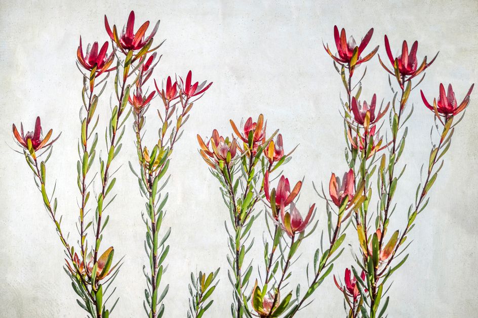 The Botanical Dance: Debbie O’Donnell captures movement of flora and ...