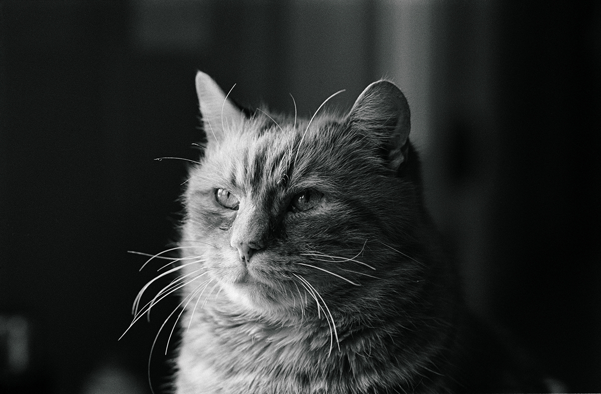 Jane Bown's Cats: Charming black & white photographs of our feline ...
