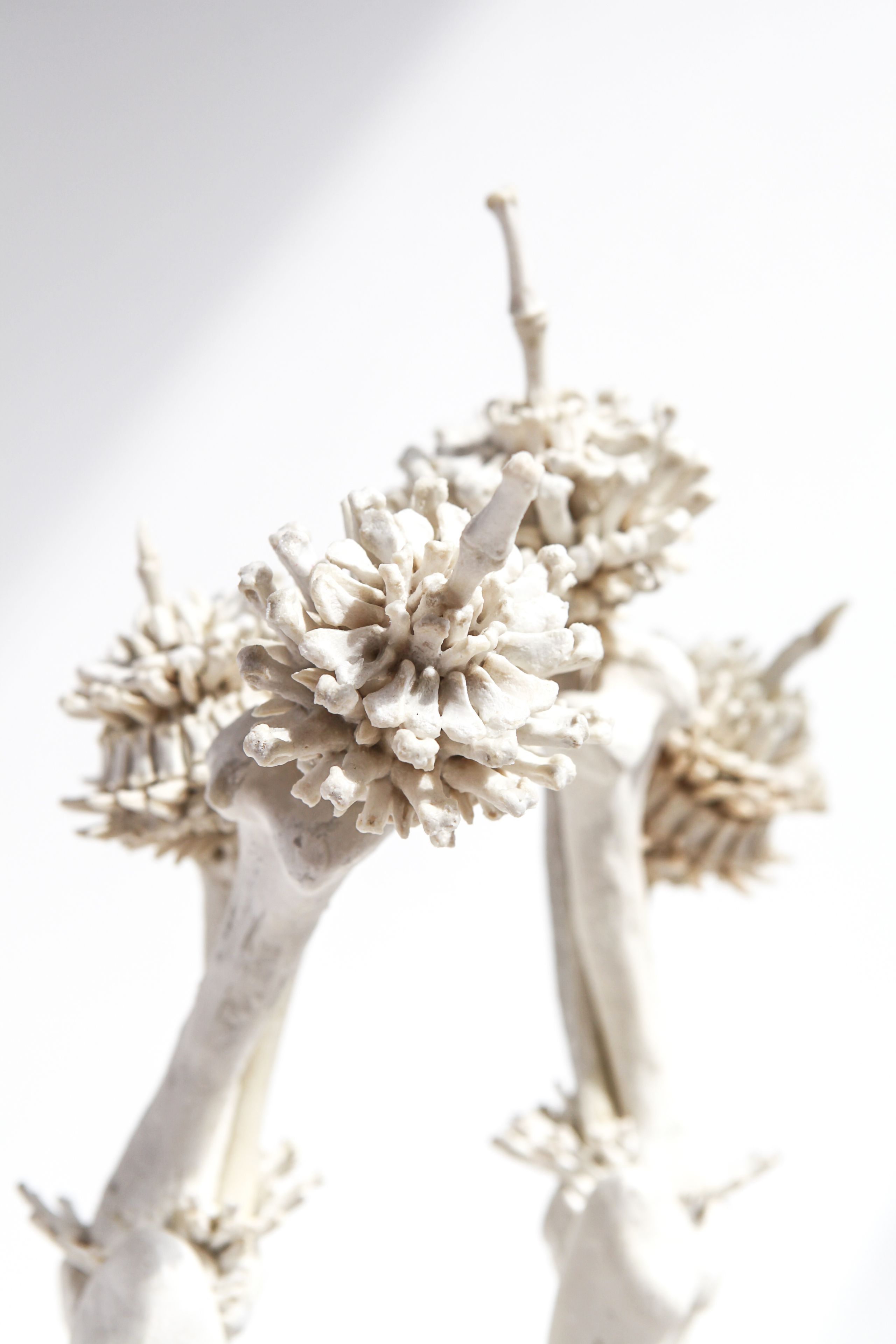 Artist Emma Witter breathes new life into bones to create intricate ...