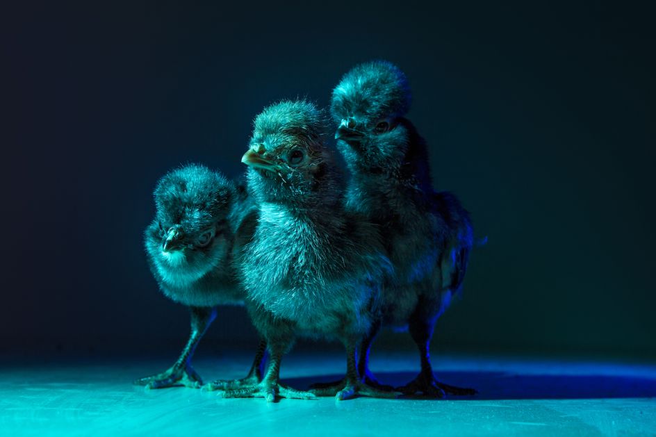 Chic Chicks: Photographer poses baby chickens as high-fashion models ...