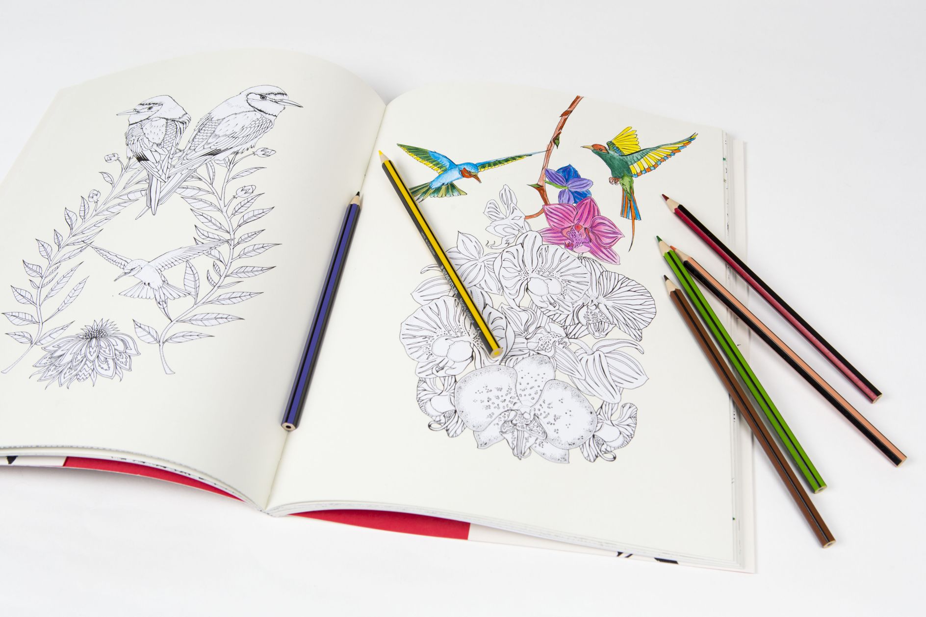 Birdtopia: A beautifully illustrated colouring book by the talented ...