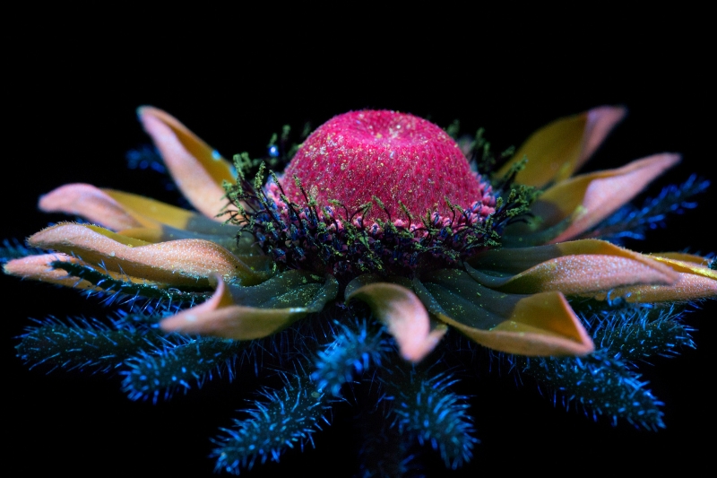Photographs of flowers shot under ultraviolet and infrared lights ...