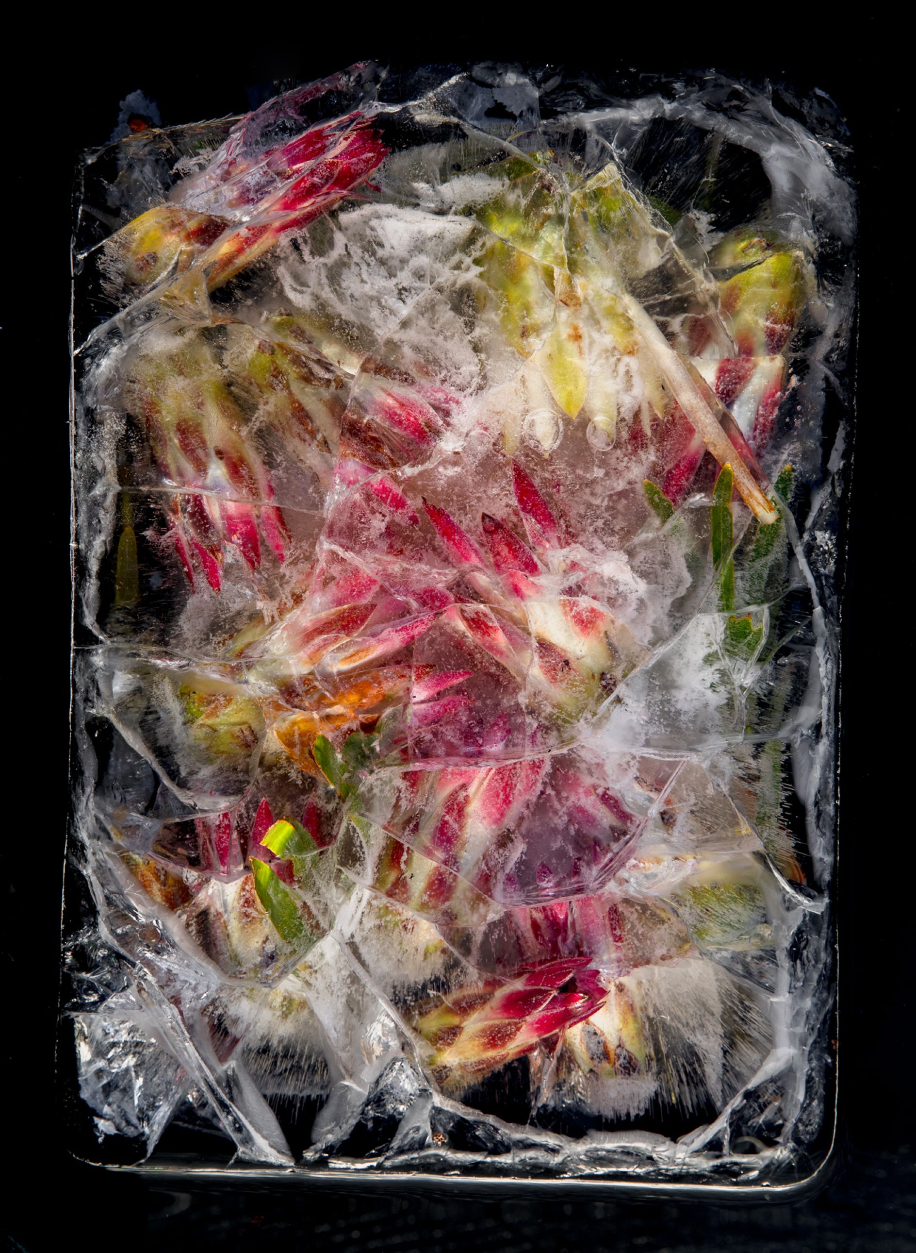 Romantic photographs of frozen flowers in blocks of ice capture the ...