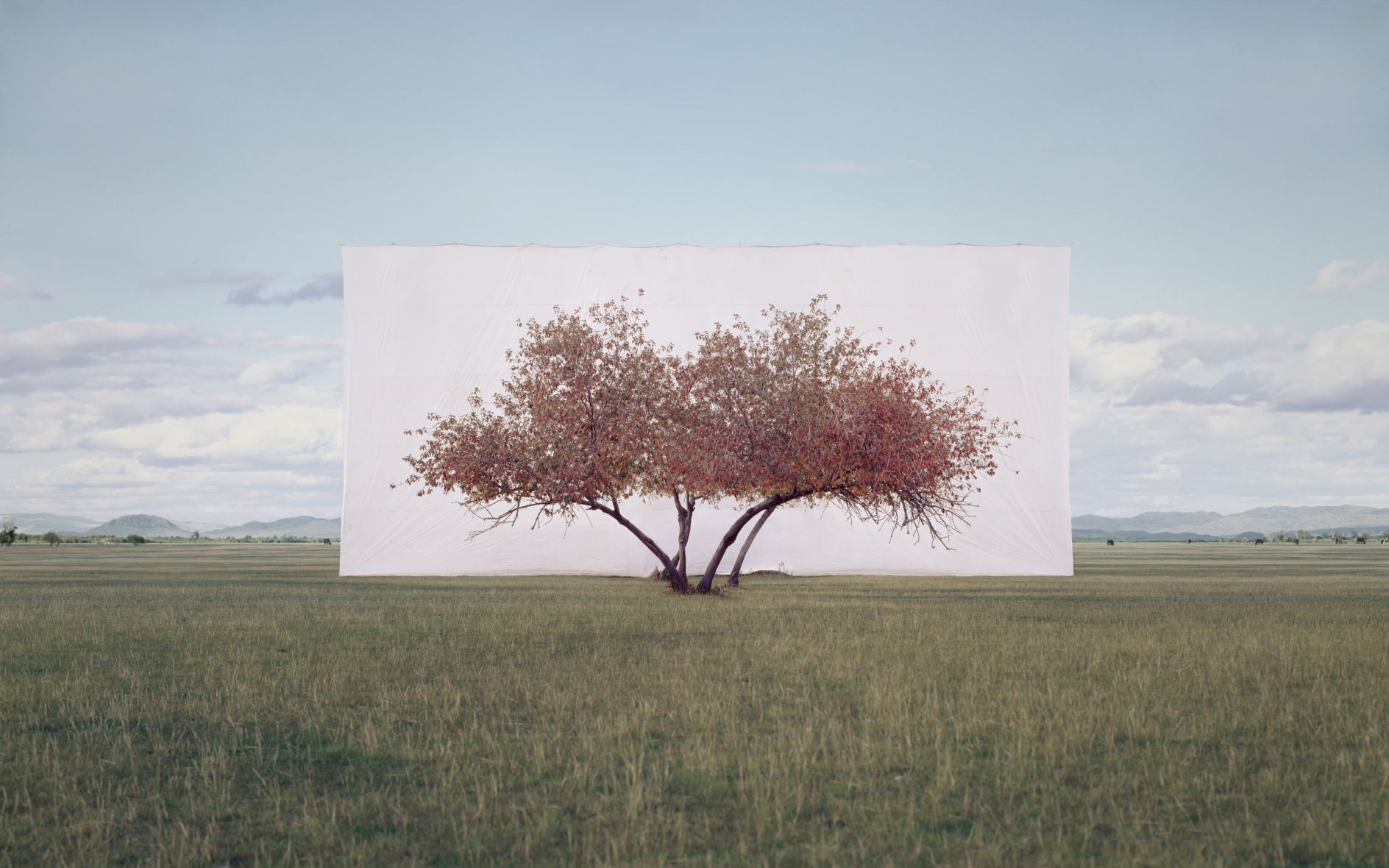 Among the Trees: Major artworks that reimagine our relationship with ...