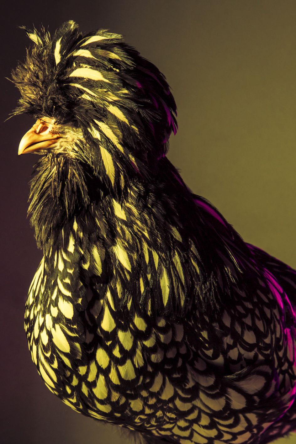 Chic Chicks: Photographer poses baby chickens as high-fashion models ...