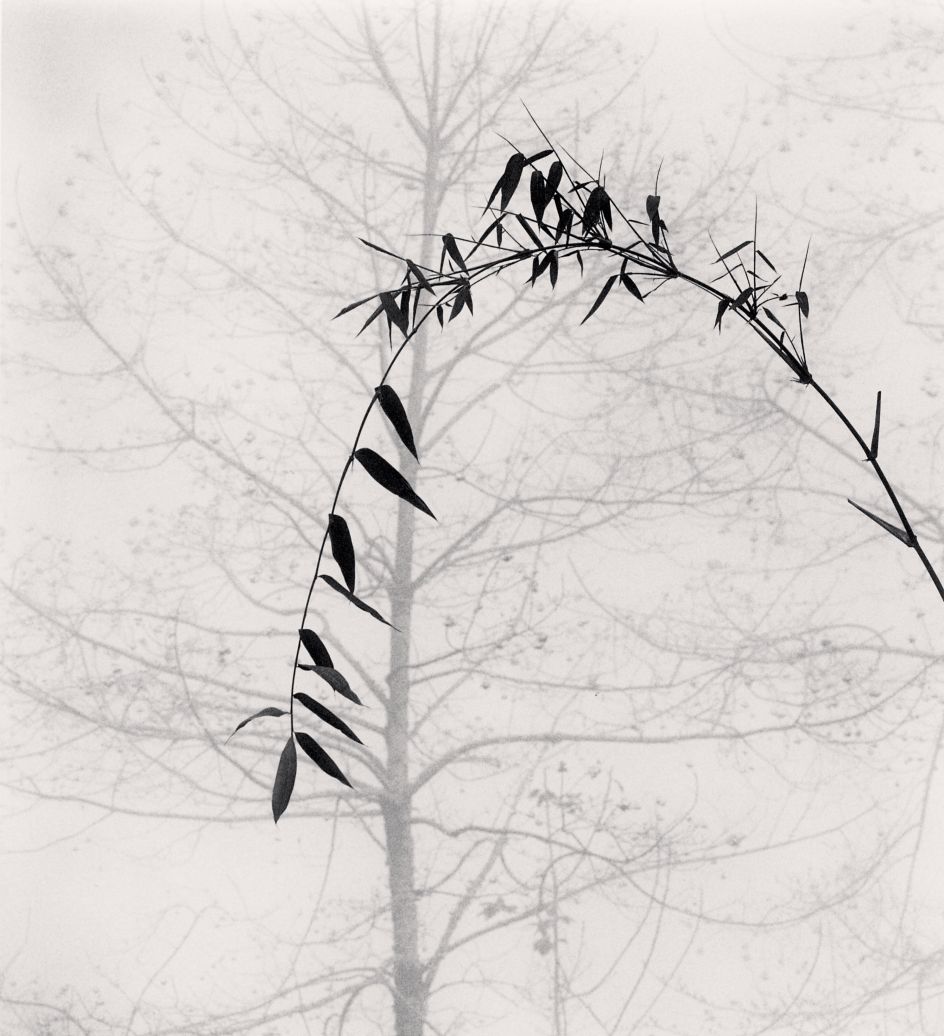 Philosopher's Tree by Michael Kenna is a spiritual journey in ...