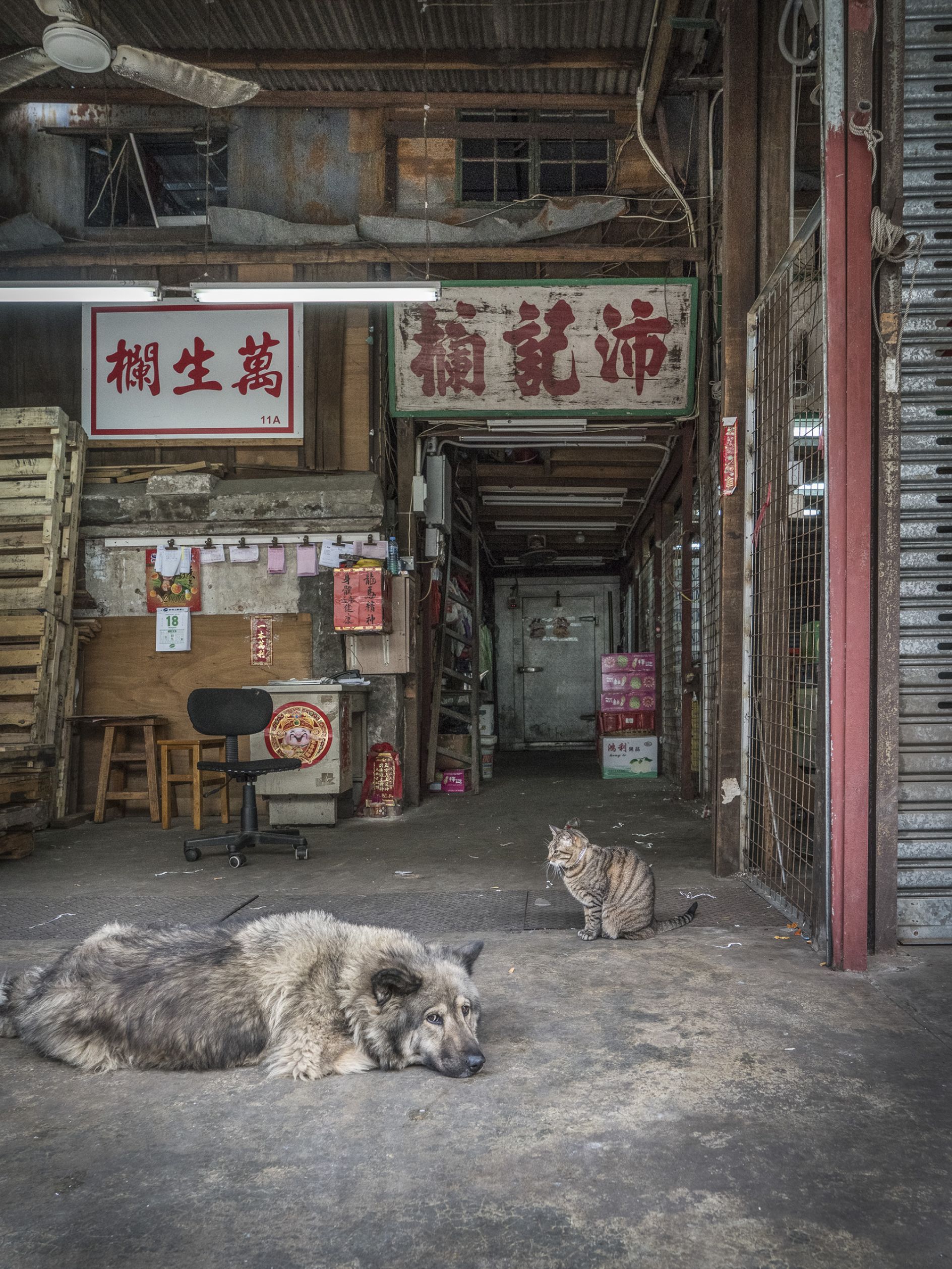 Photographer reveals the secret lives of Hong Kong's market cats in ...
